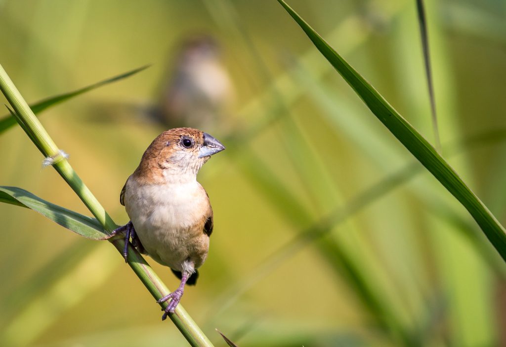 Portrait of Silverbill bird - PixaHive