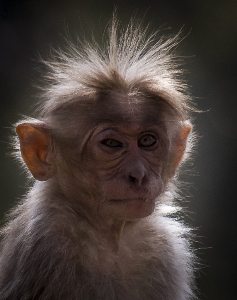 Portrait of a Baby Monkey - PixaHive
