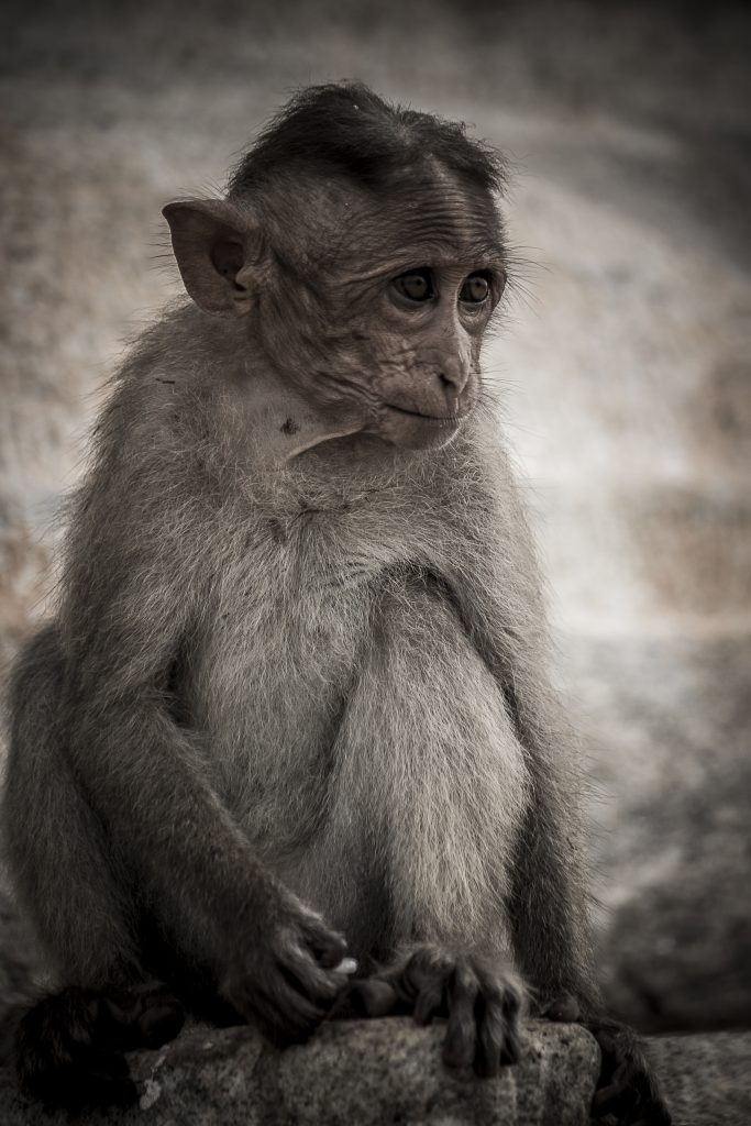 Portrait of a Baby Monkey - PixaHive