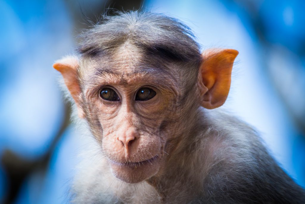 Portrait of a Monkey - PixaHive