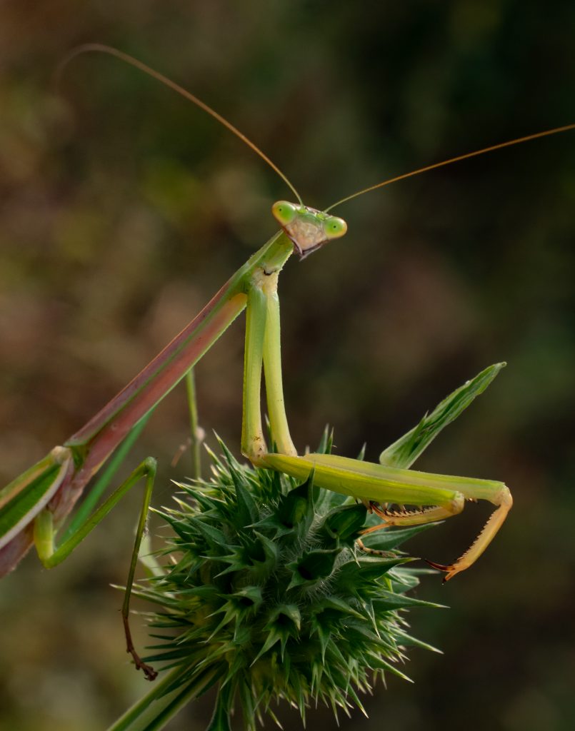 Portrait of praying mantis on wild plant - PixaHive