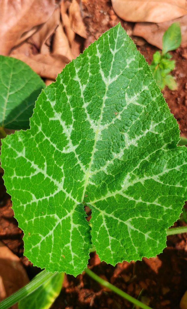 Pumkin leaf - PixaHive