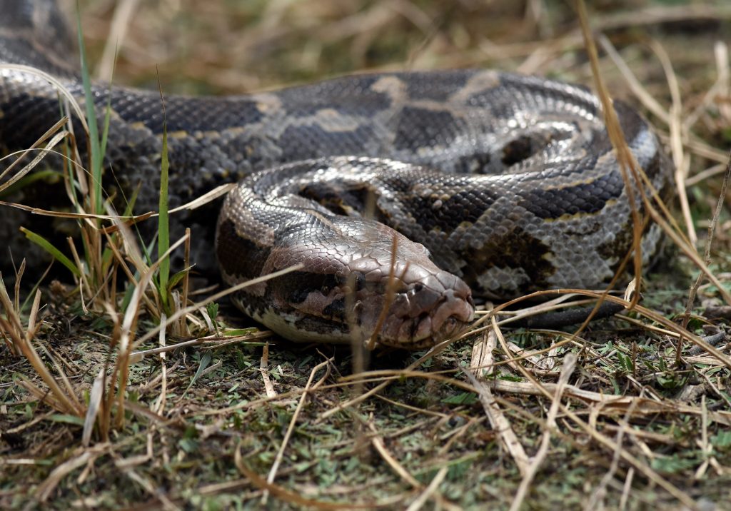 Python Close-up - PixaHive