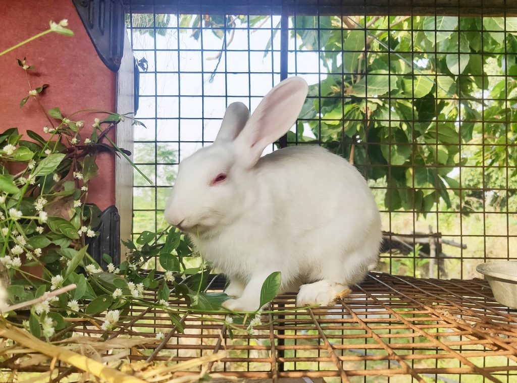 Rabbit eating - PixaHive