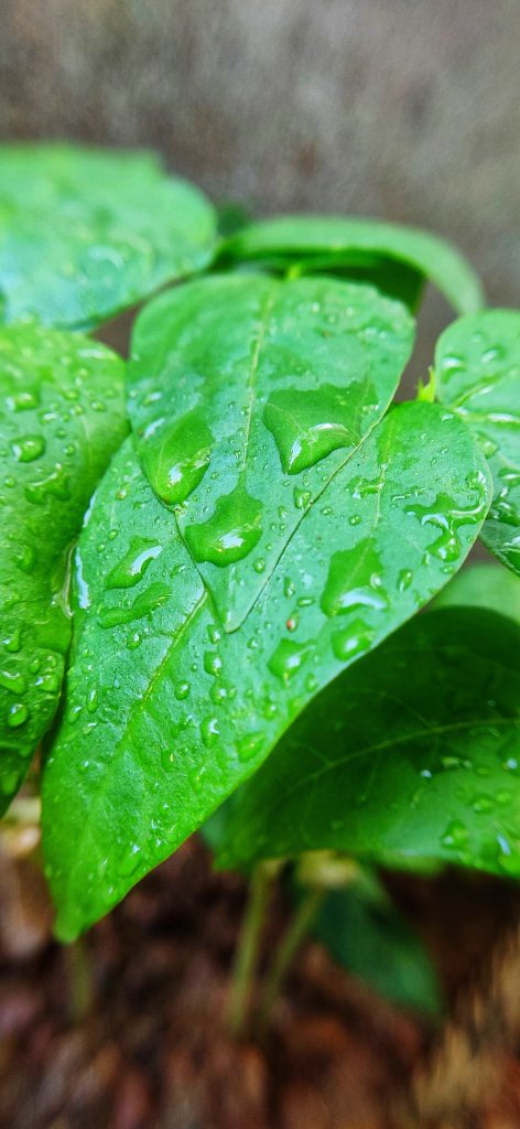 Rain droplets - PixaHive