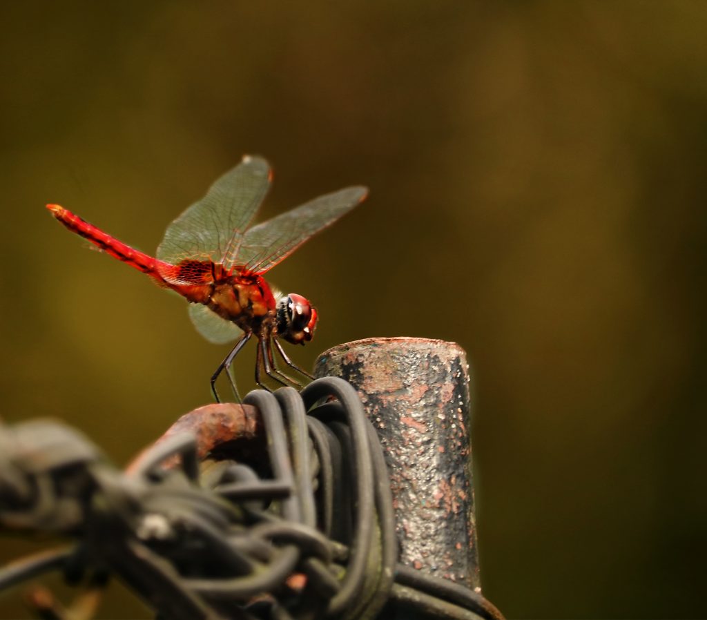 Red Dragonfly - PixaHive