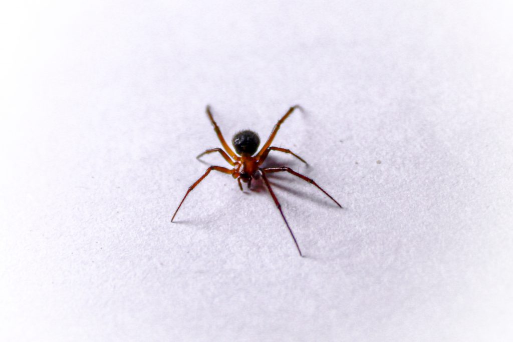 Red spider - PixaHive