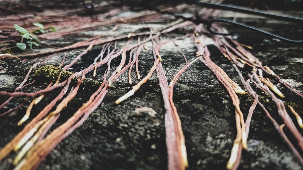 Roots on wall - PixaHive