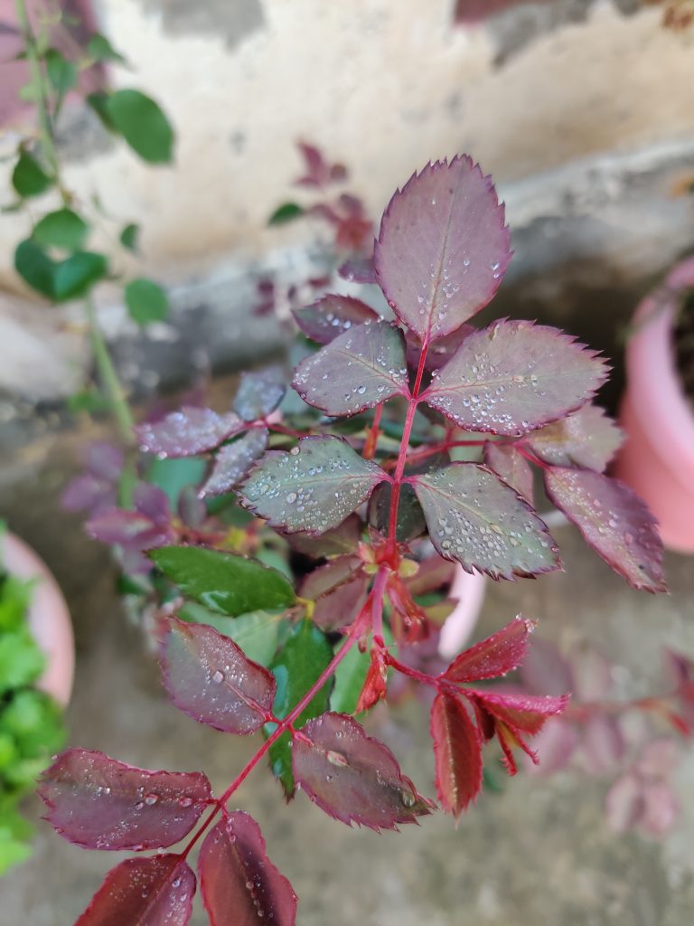 Rose Leaves - PixaHive