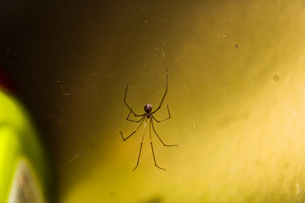 Scary Spider - PixaHive