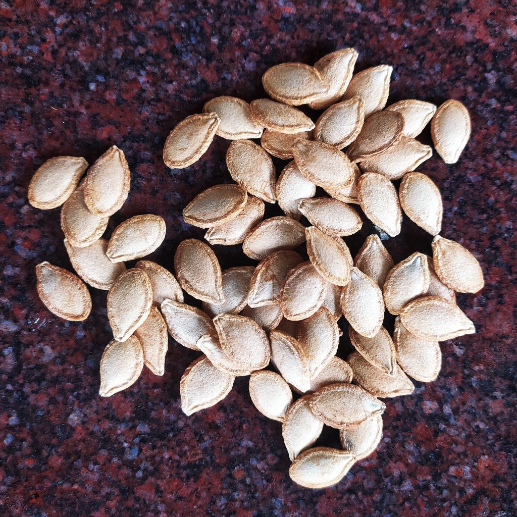 Pumpkin seeds - PixaHive