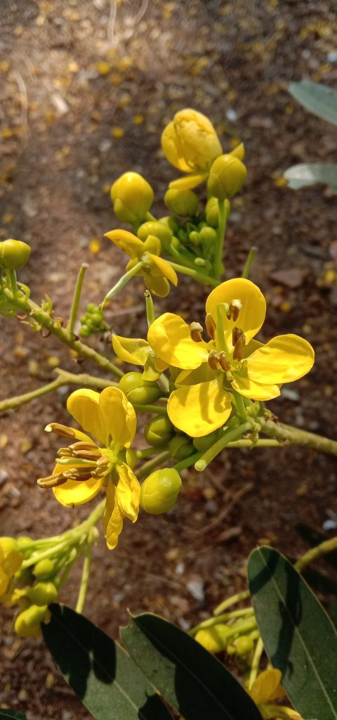 Senna siamea flower - PixaHive