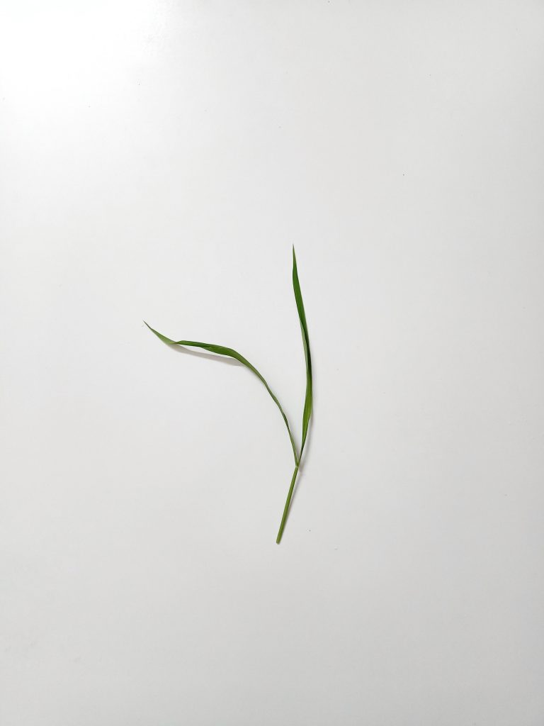 Simple leaf - PixaHive