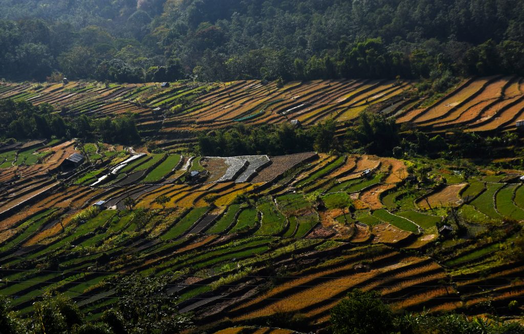 Step Cultivation. - PixaHive