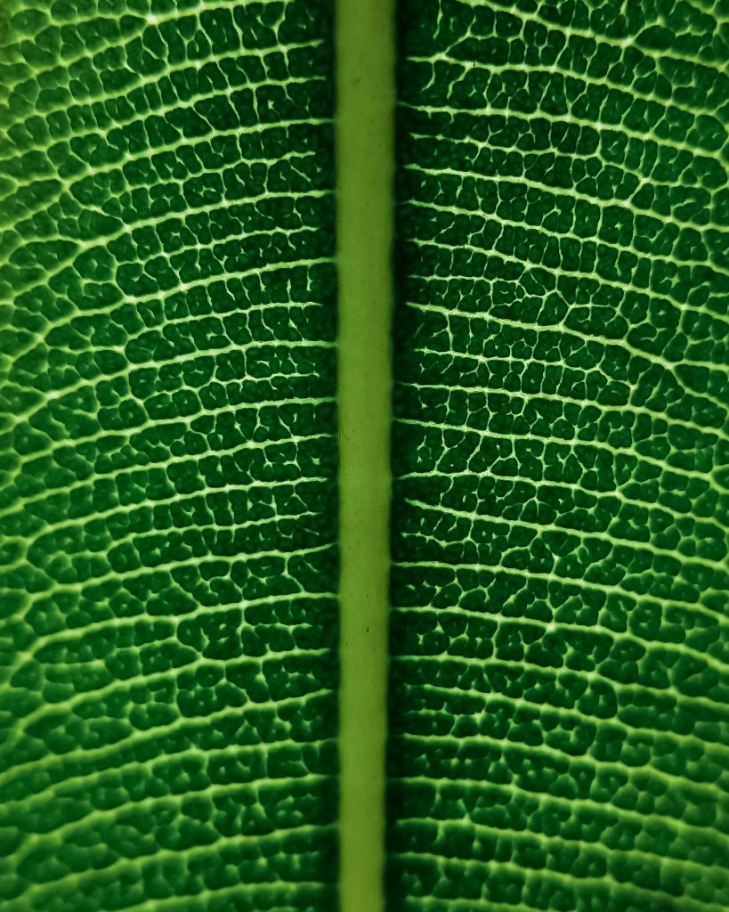 Structure of leaf - PixaHive