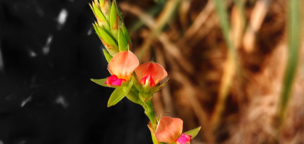 Stunning flower craft editing - PixaHive