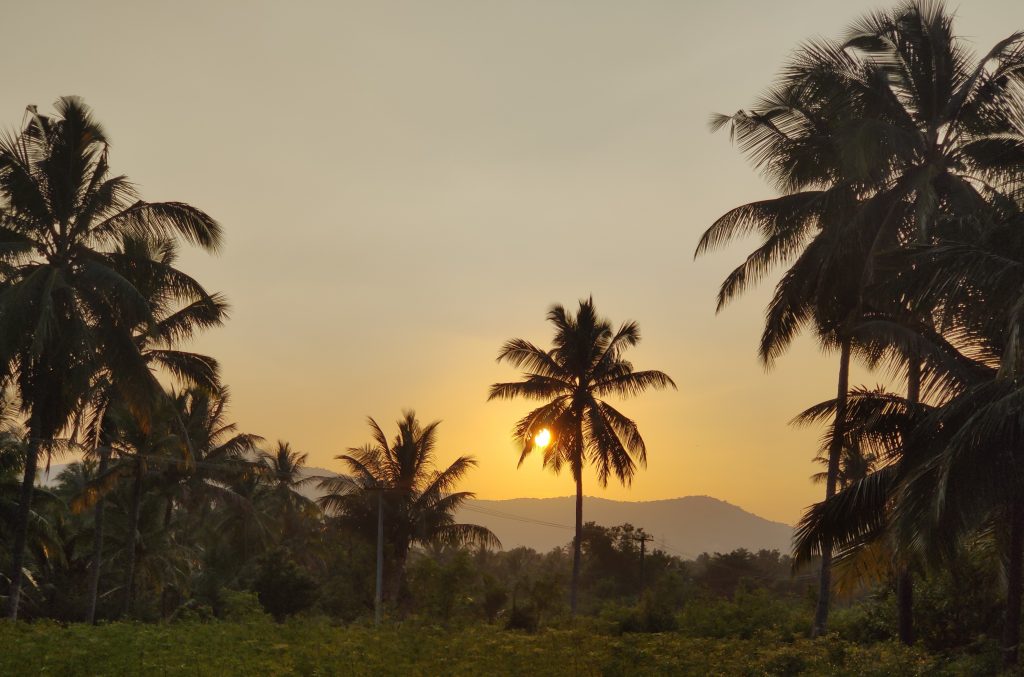 Sun rising through palm trees - PixaHive