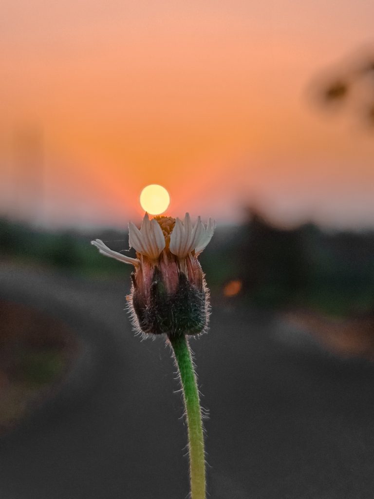 Sunflower - PixaHive