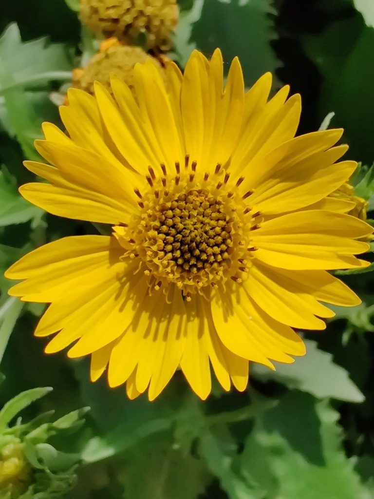 Sunflower Close-up - PixaHive
