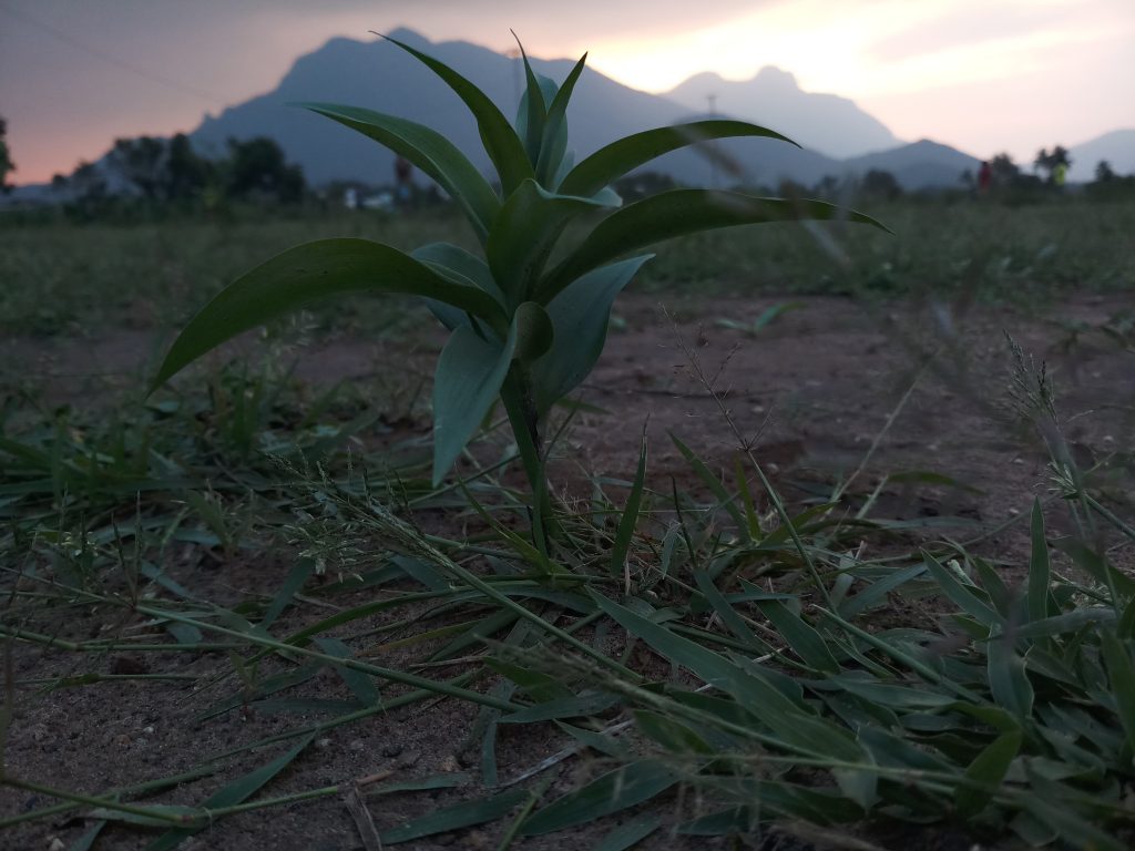 close-up of a grass - PixaHive
