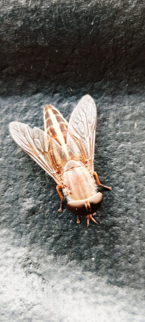 Tabanus lineola fly - PixaHive