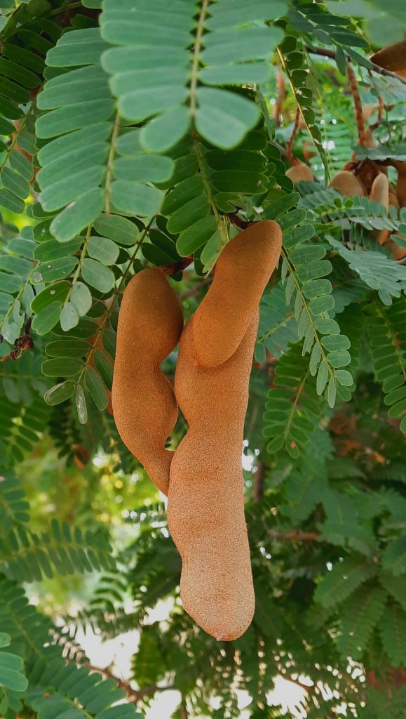 Tamarind fruit - PixaHive