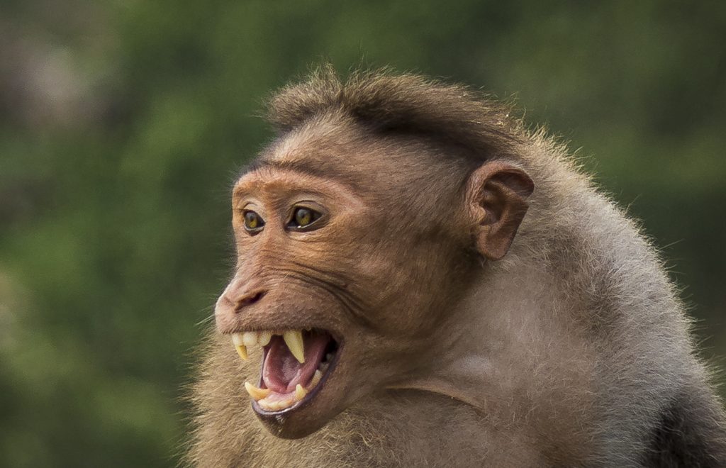 face of a monkey - PixaHive