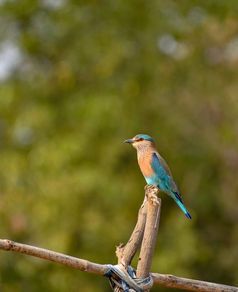 The Indian Roller - PixaHive