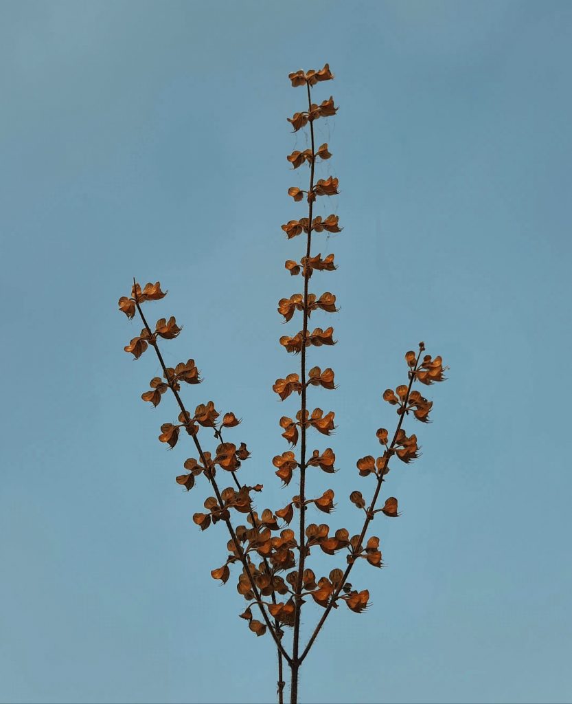 The tulsi seed’s - PixaHive