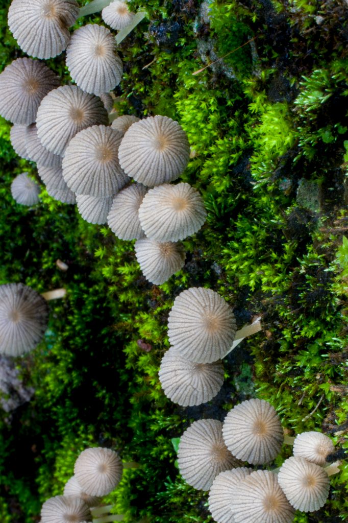 Tiny Mushroom - PixaHive