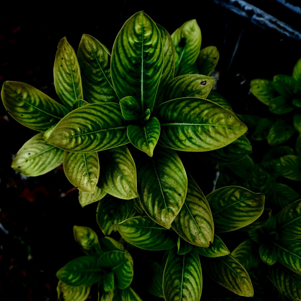 Tiny plant leaves - PixaHive