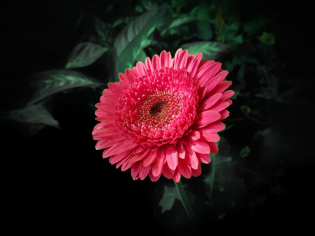 Transvaal daisy - PixaHive