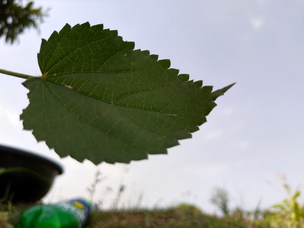 Tree Leaf - PixaHive