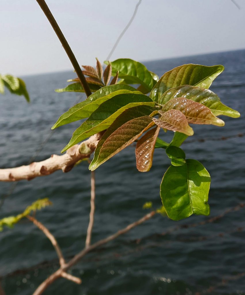 Tree leaves - PixaHive