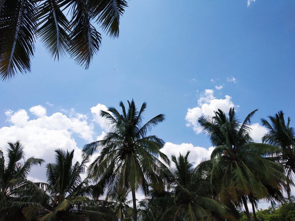 Trees Background - PixaHive