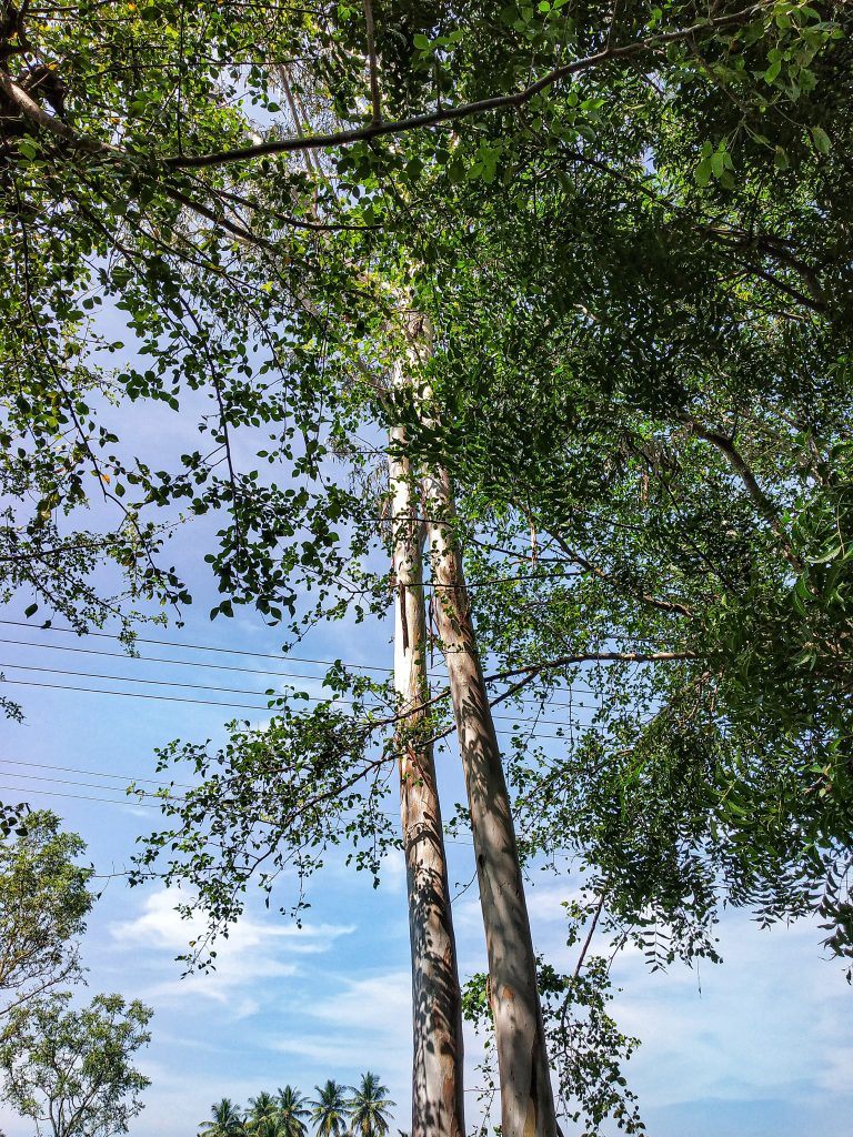 Trees and branches - PixaHive