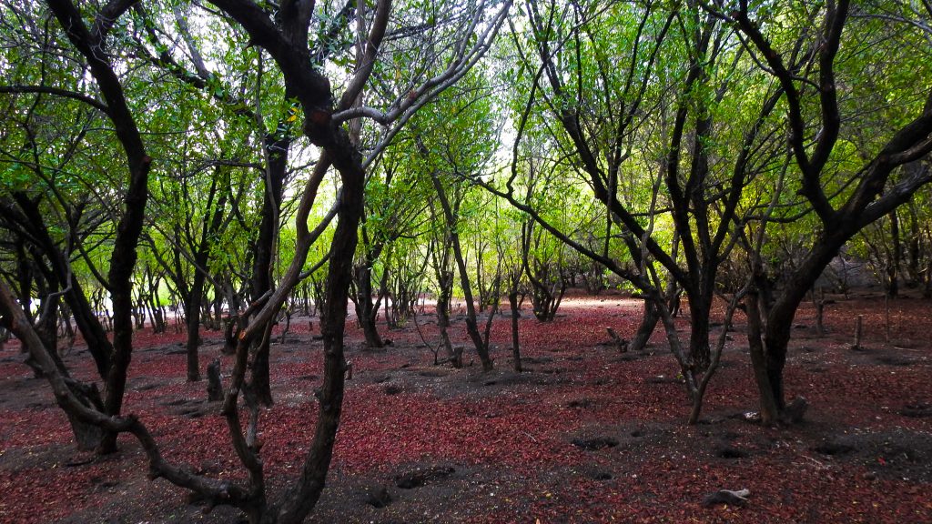 Trees in a forest - PixaHive