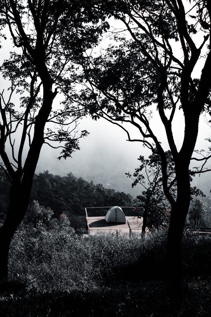 Trees on a mountain - PixaHive