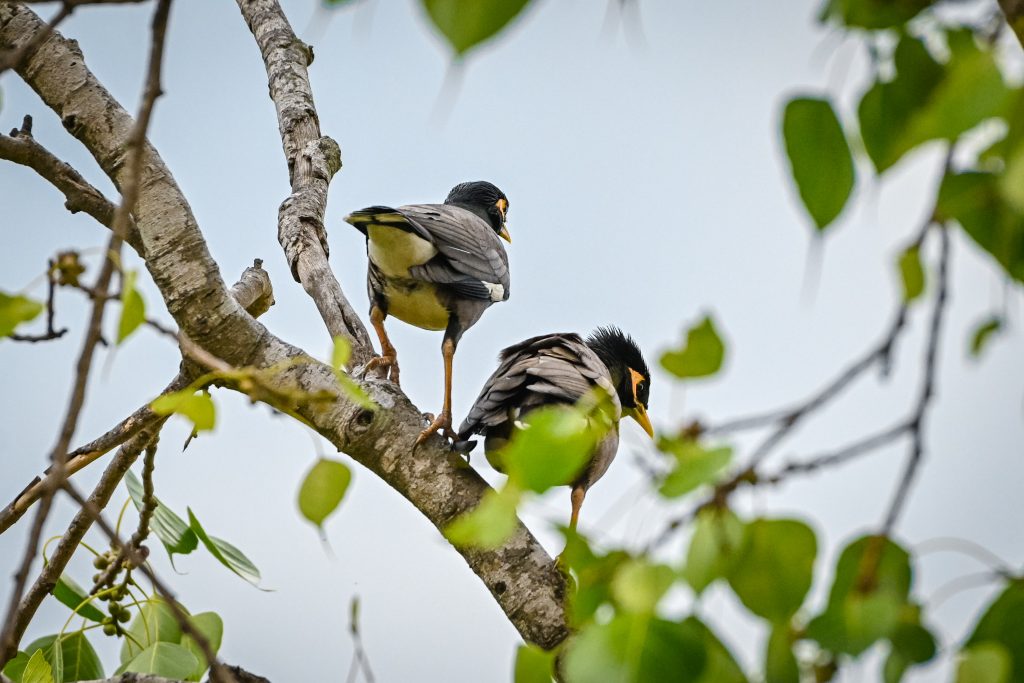 Two birds on tree - PixaHive