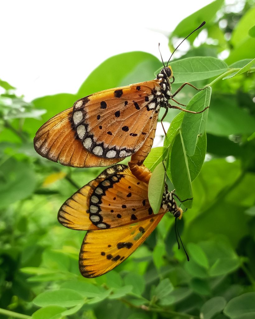 Two butterfly together on green leaves - PixaHive