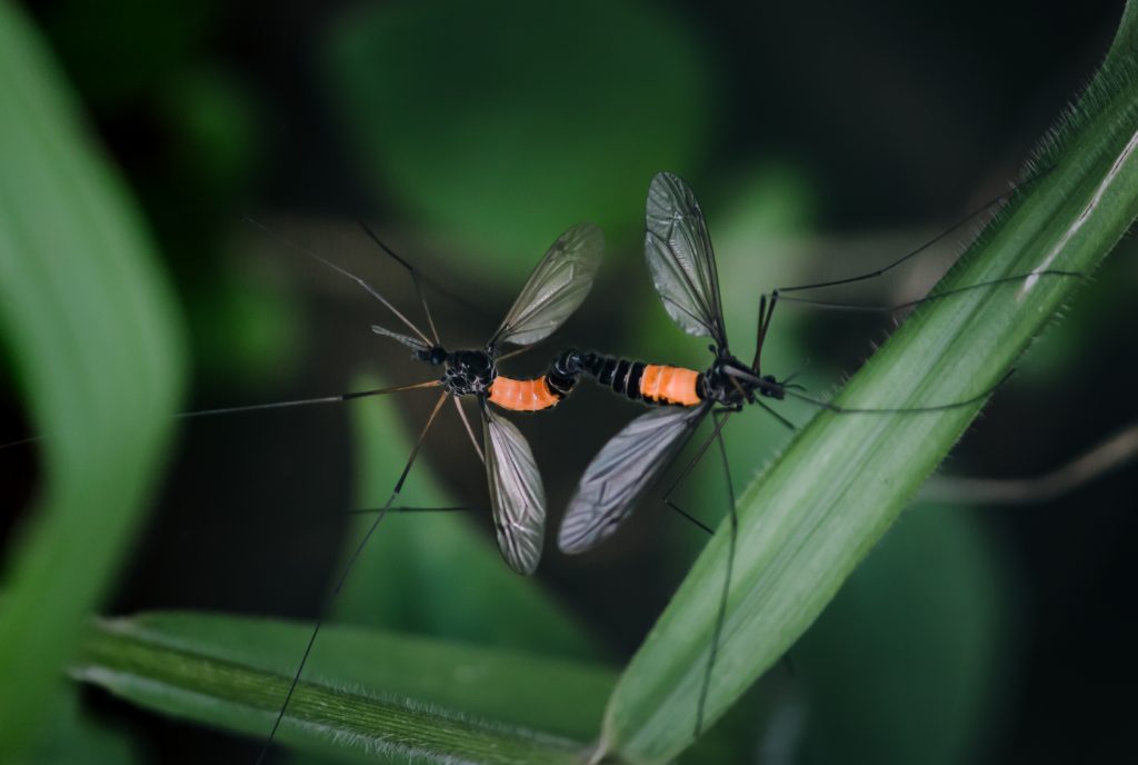 Two insects mating - PixaHive