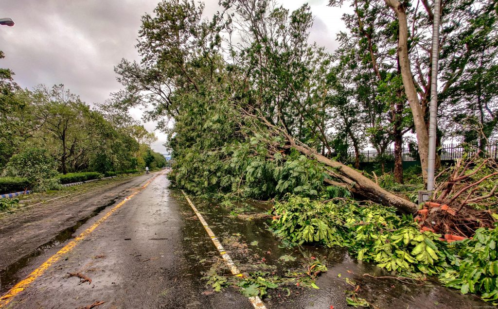 Uprooted trees fallen on road - PixaHive