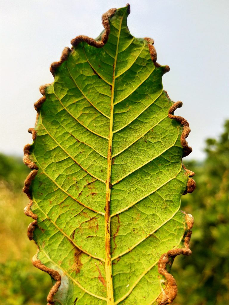 Variety of leaf - PixaHive