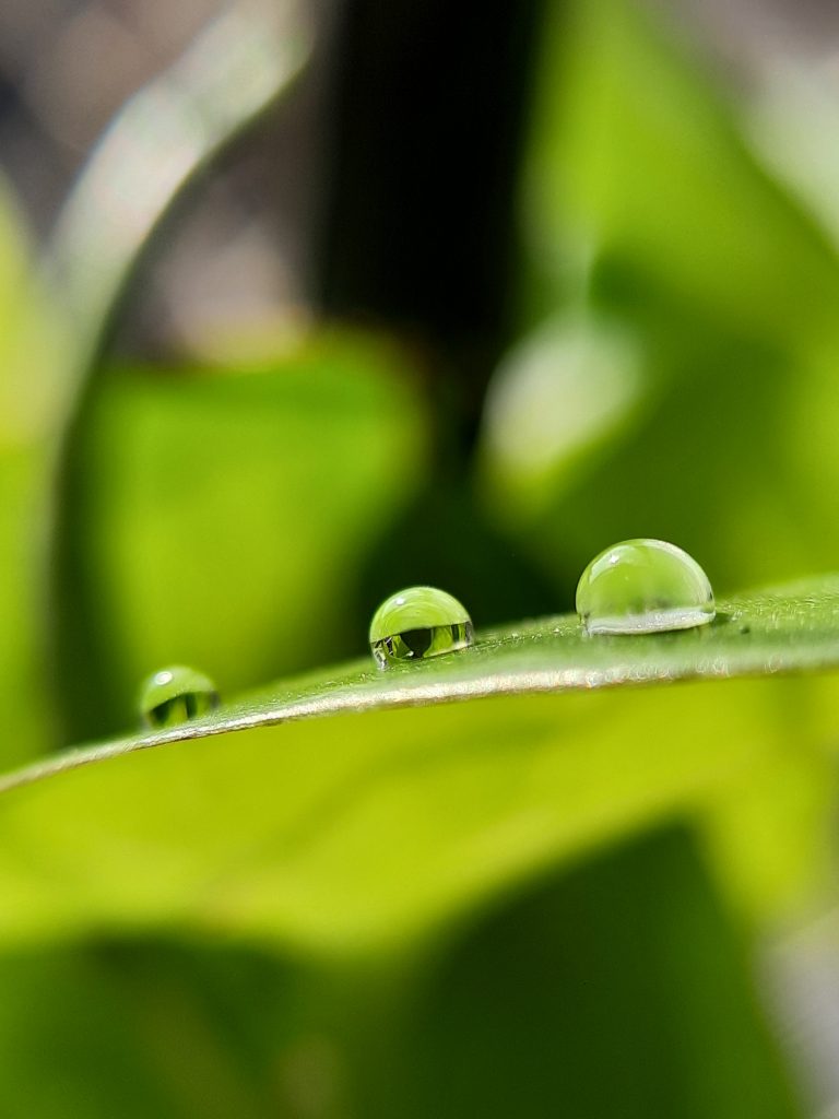Water drops on leaf macro shot - PixaHive