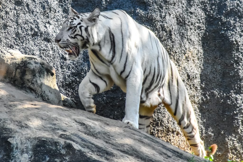 A white tiger - PixaHive