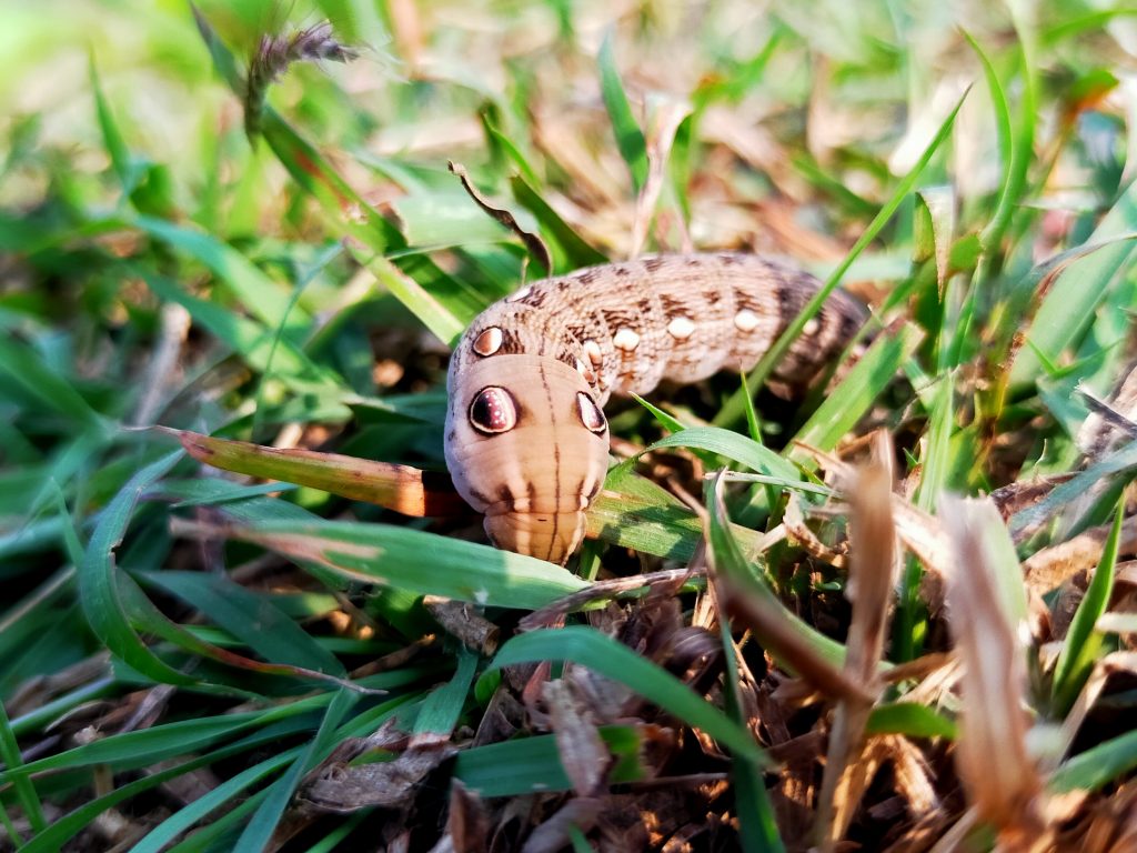 A worm on grass - PixaHive