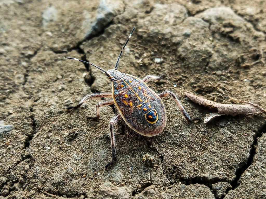 Yellow spotted stink bug - PixaHive