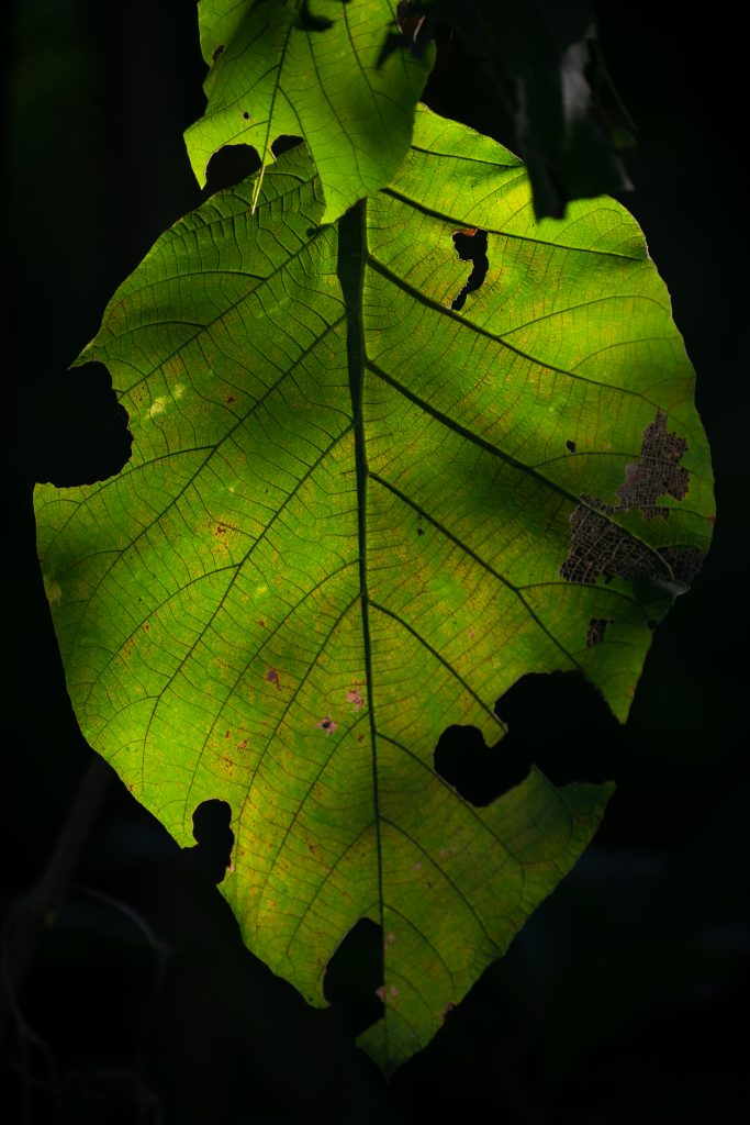 backlight patterns - PixaHive