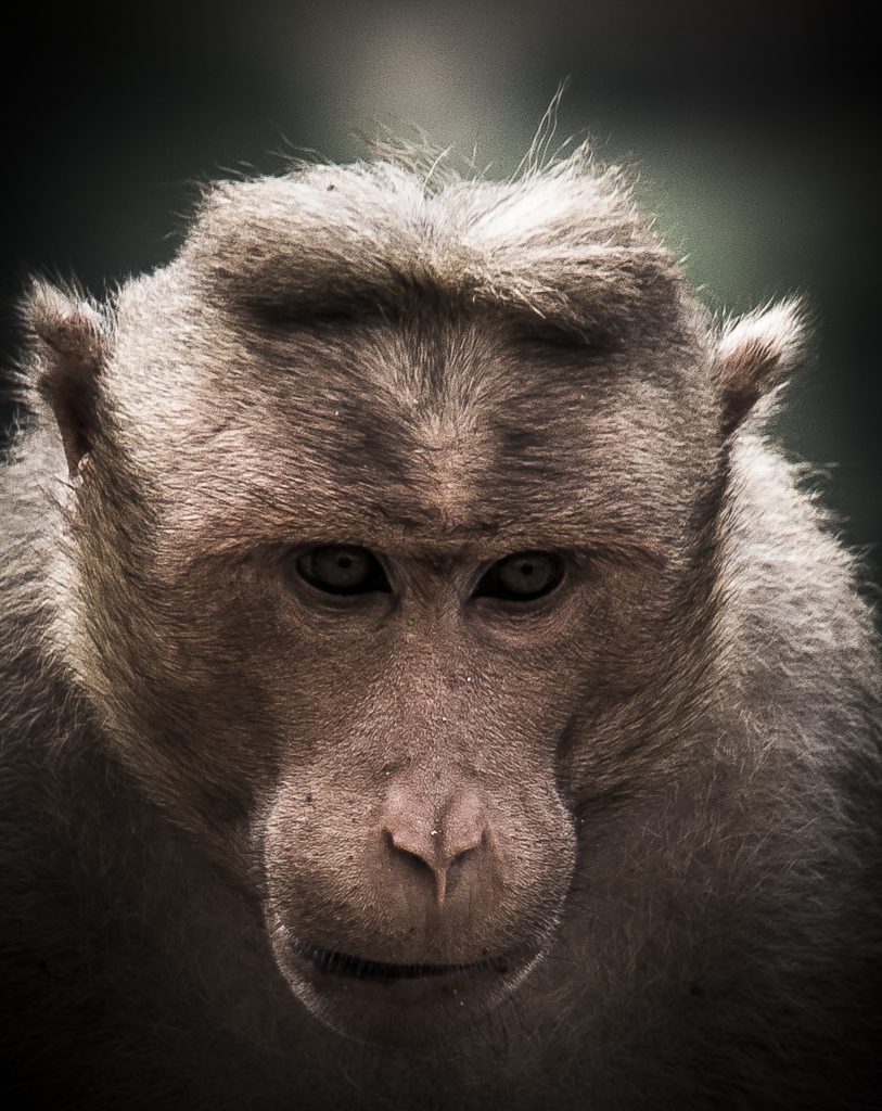 close-up of a monkey - PixaHive