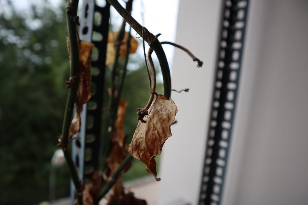 dry leaves of a climbers - PixaHive